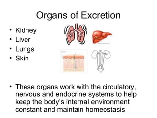 The excretory system | PPT
