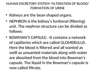 THE EXCRETORY SYSTEM for biology students.ppt