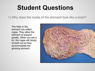 The excretory system1 | PPT