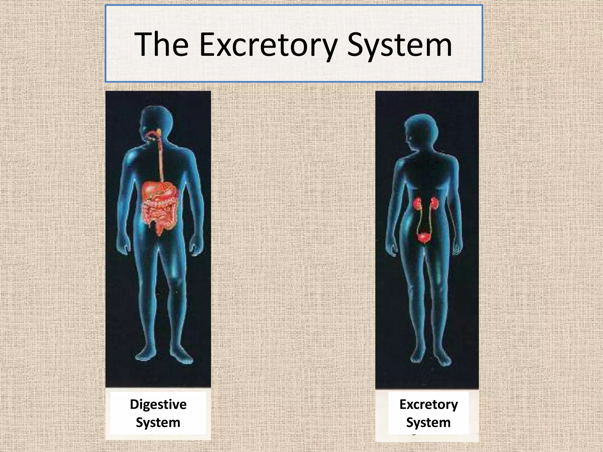The excretory system2 | PPT
