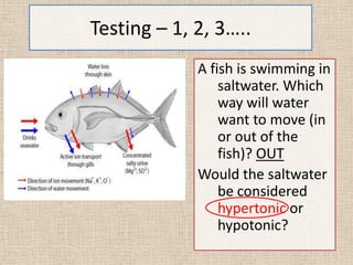 The excretory system2 | PPT