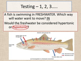 The excretory system2 | PPT