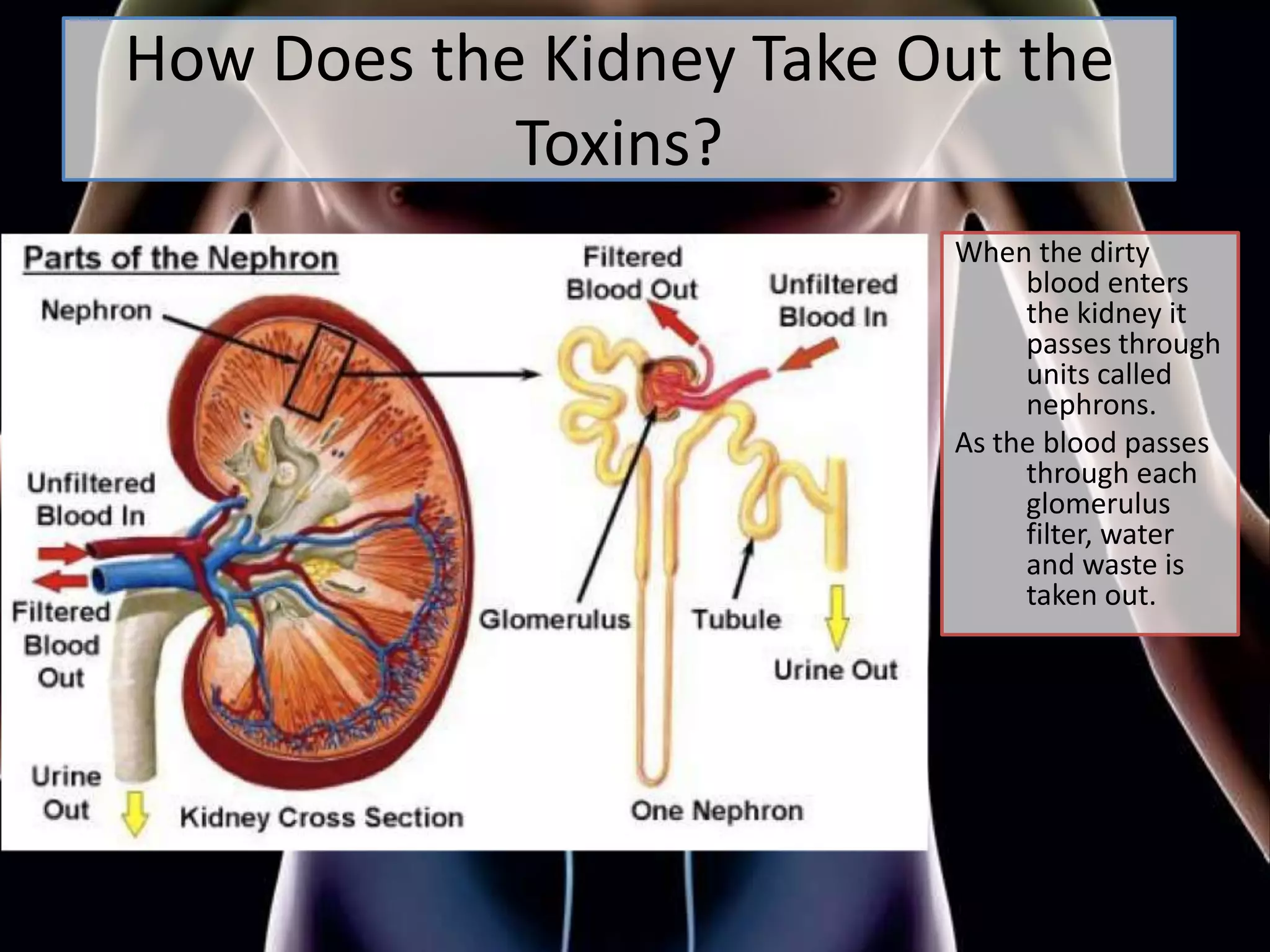 The Excretory System3 | PPTX