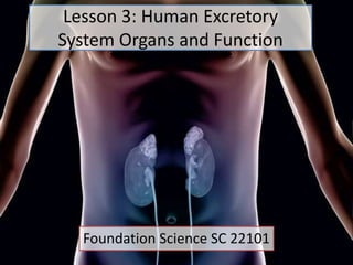 The Excretory System3 | PPTX