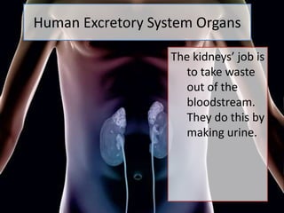 The Excretory System3 | PPTX