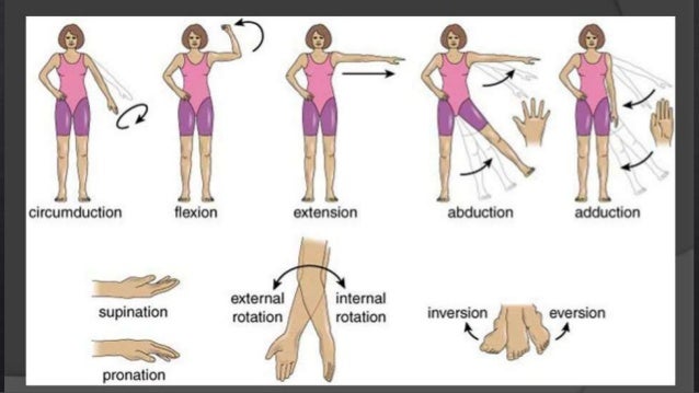 The exercise program