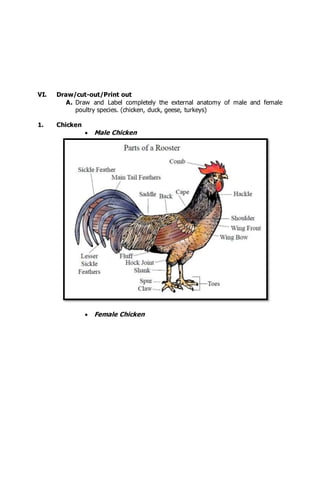 The_External_Anatomy_and_Species_of_Poul.docx