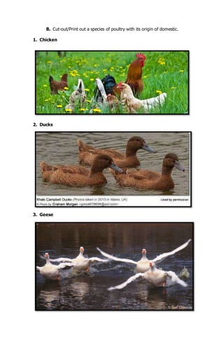 The_External_Anatomy_and_Species_of_Poul.docx