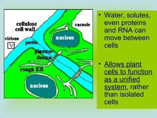 AP Bio Ch. 7 part 2 The extracellular matrix | PPT