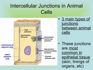 AP Bio Ch. 7 part 2 The extracellular matrix | PPT