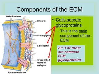 AP Bio Ch. 7 part 2 The extracellular matrix | PPT