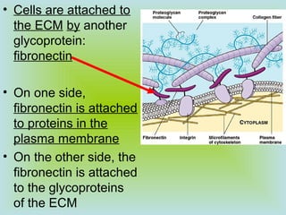 AP Bio Ch. 7 part 2 The extracellular matrix | PPT
