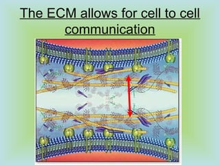 AP Bio Ch. 7 part 2 The extracellular matrix | PPT