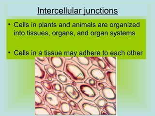 AP Bio Ch. 7 part 2 The extracellular matrix | PPT