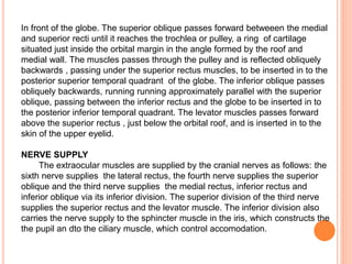 The extraocular muscles and ocular movements | PPTX