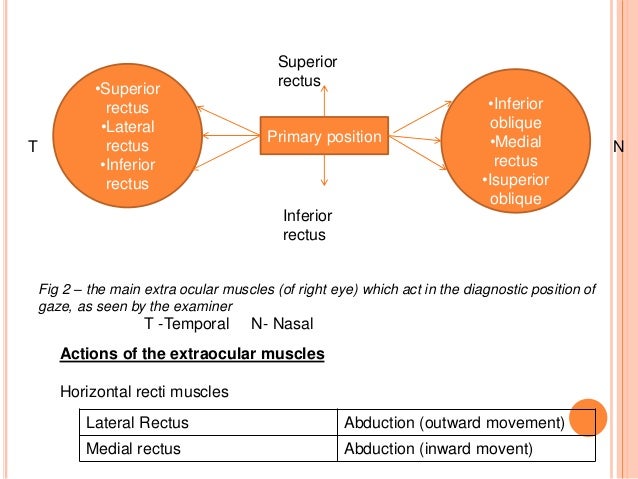 The extraocular muscles and ocular movements