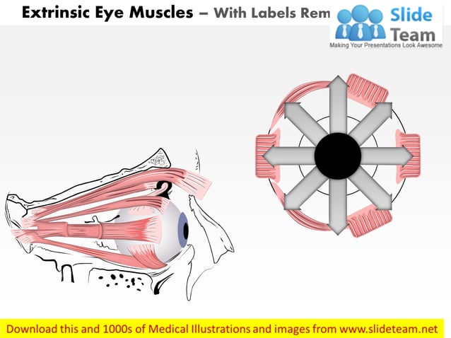 The extrinsic eye muscles medical images for power point