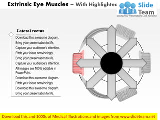 Extrinsic Eye Muscles Model