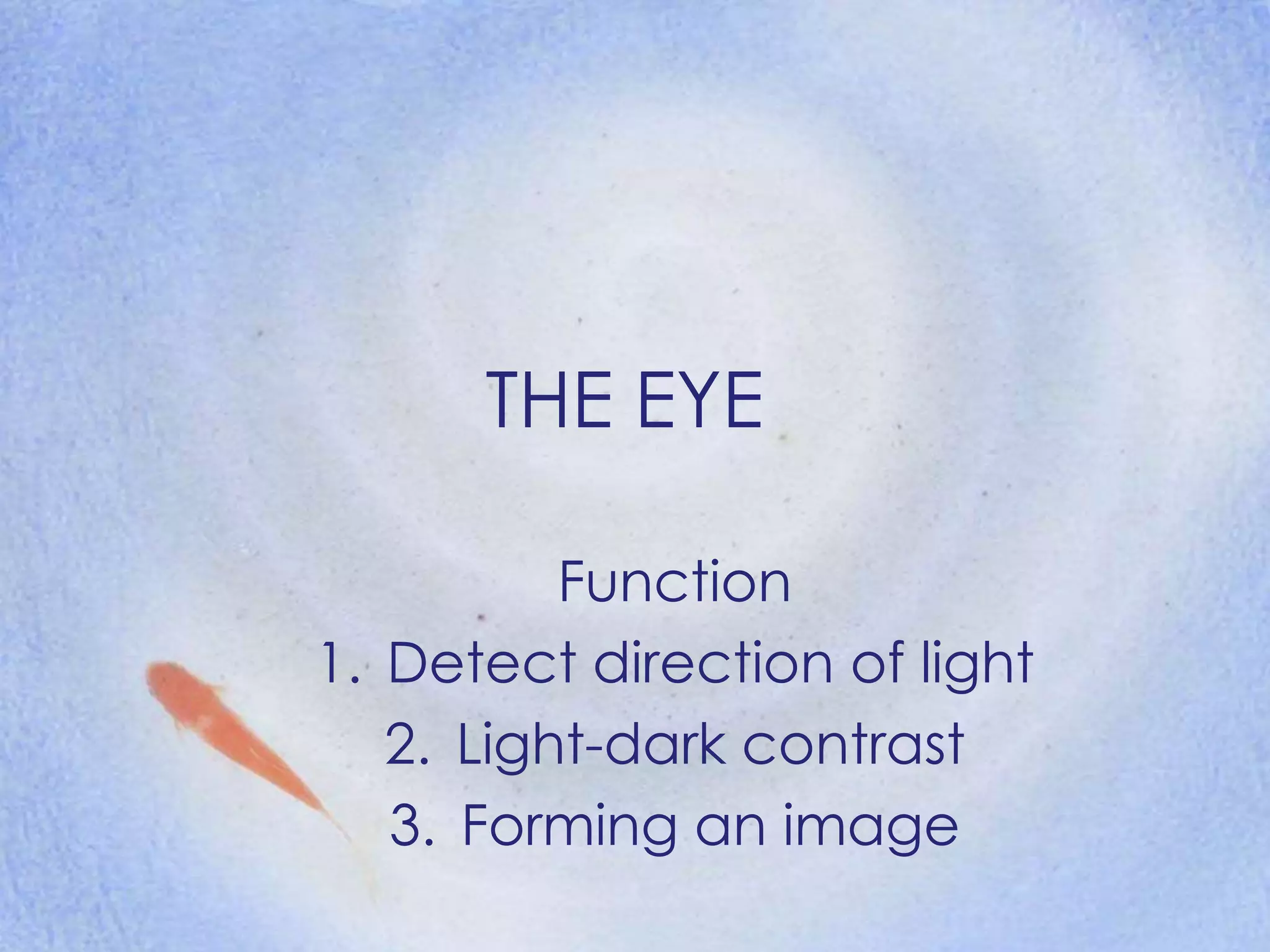 The eye | PPT