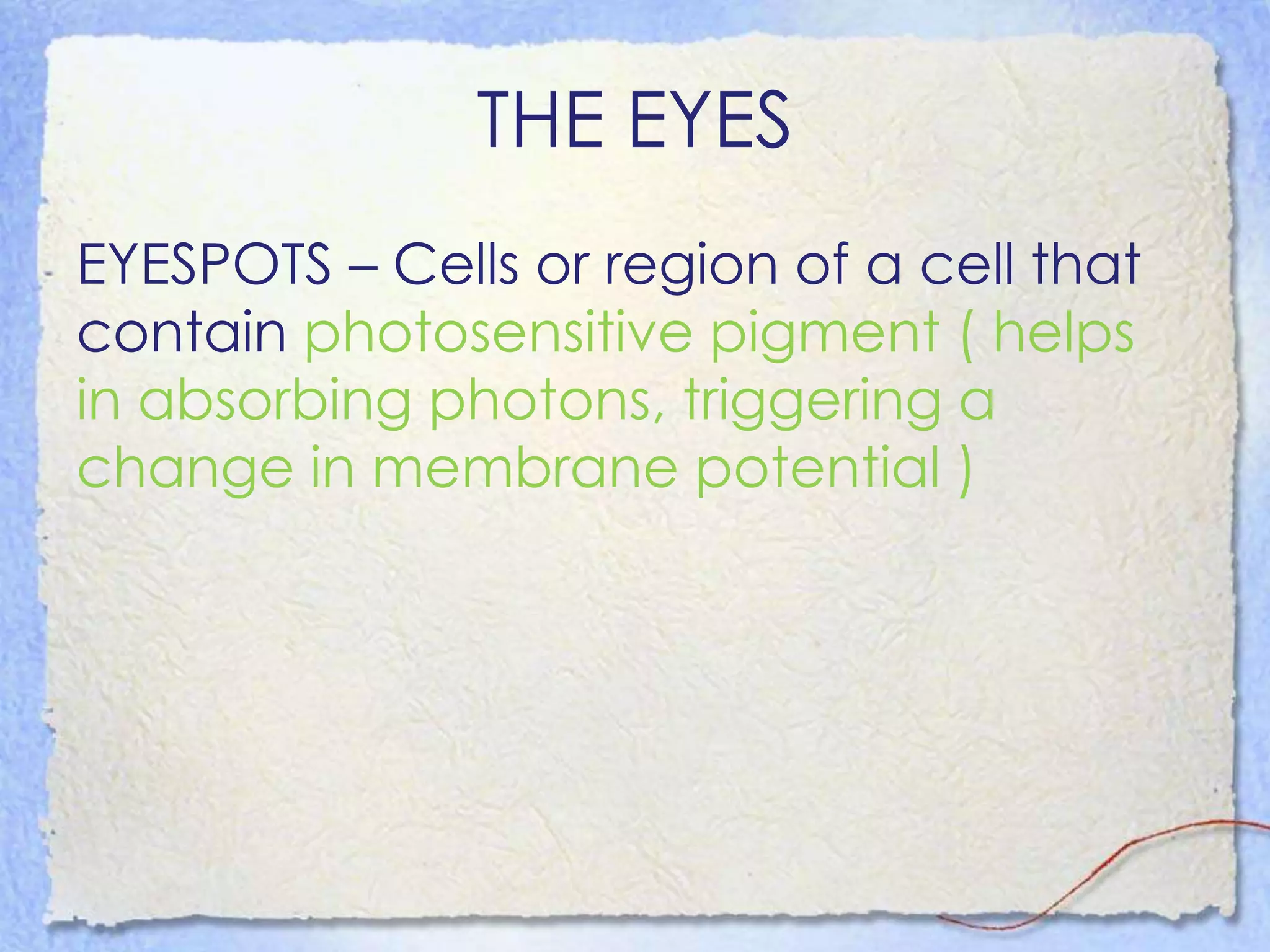 The eye | PPT