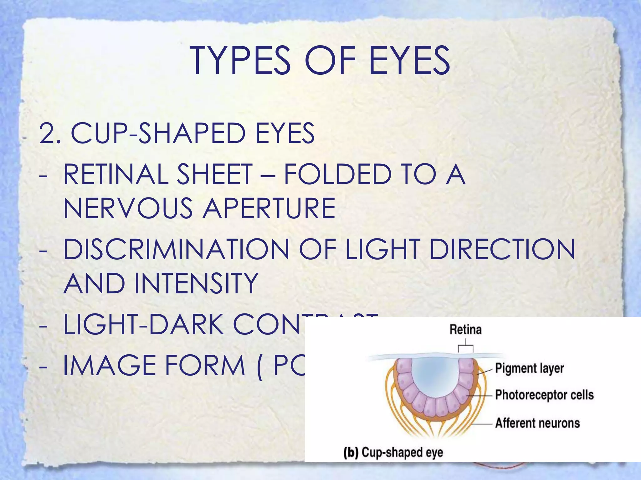 The eye | PPT