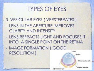 The eye | PPT