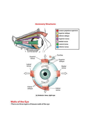 The Eye.pdf