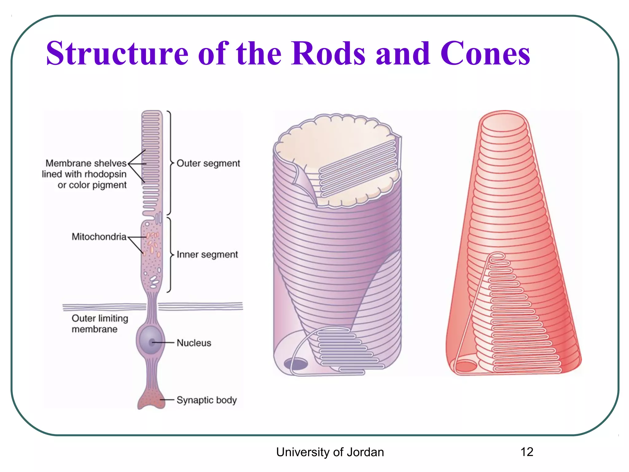 The eye receptors -l11 | PPT