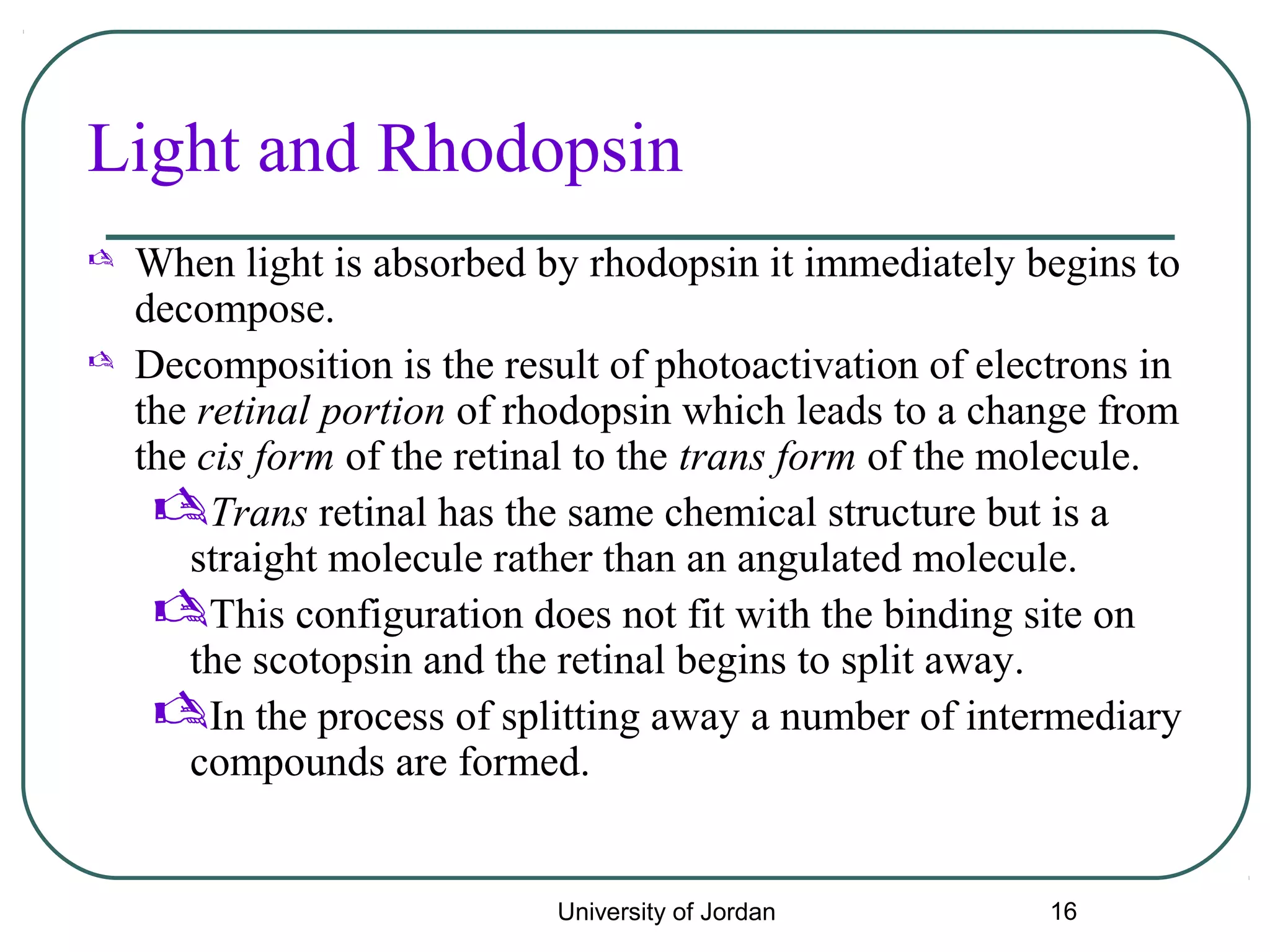 The eye receptors -l11 | PPT