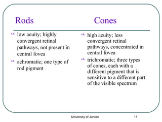 Rods And Cones Functions