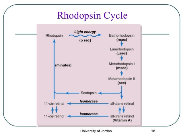 The eye receptors -l11