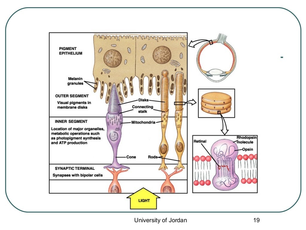 The eye receptors -l11