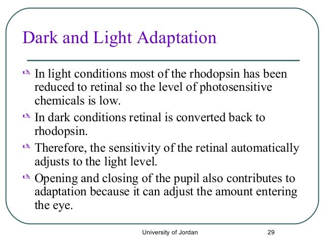 The eye receptors -l11