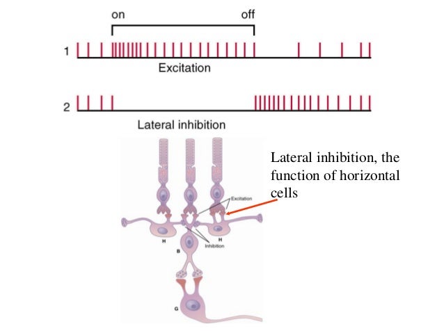 The eye receptors -l11