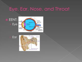 The Eye And Ear | PPTX