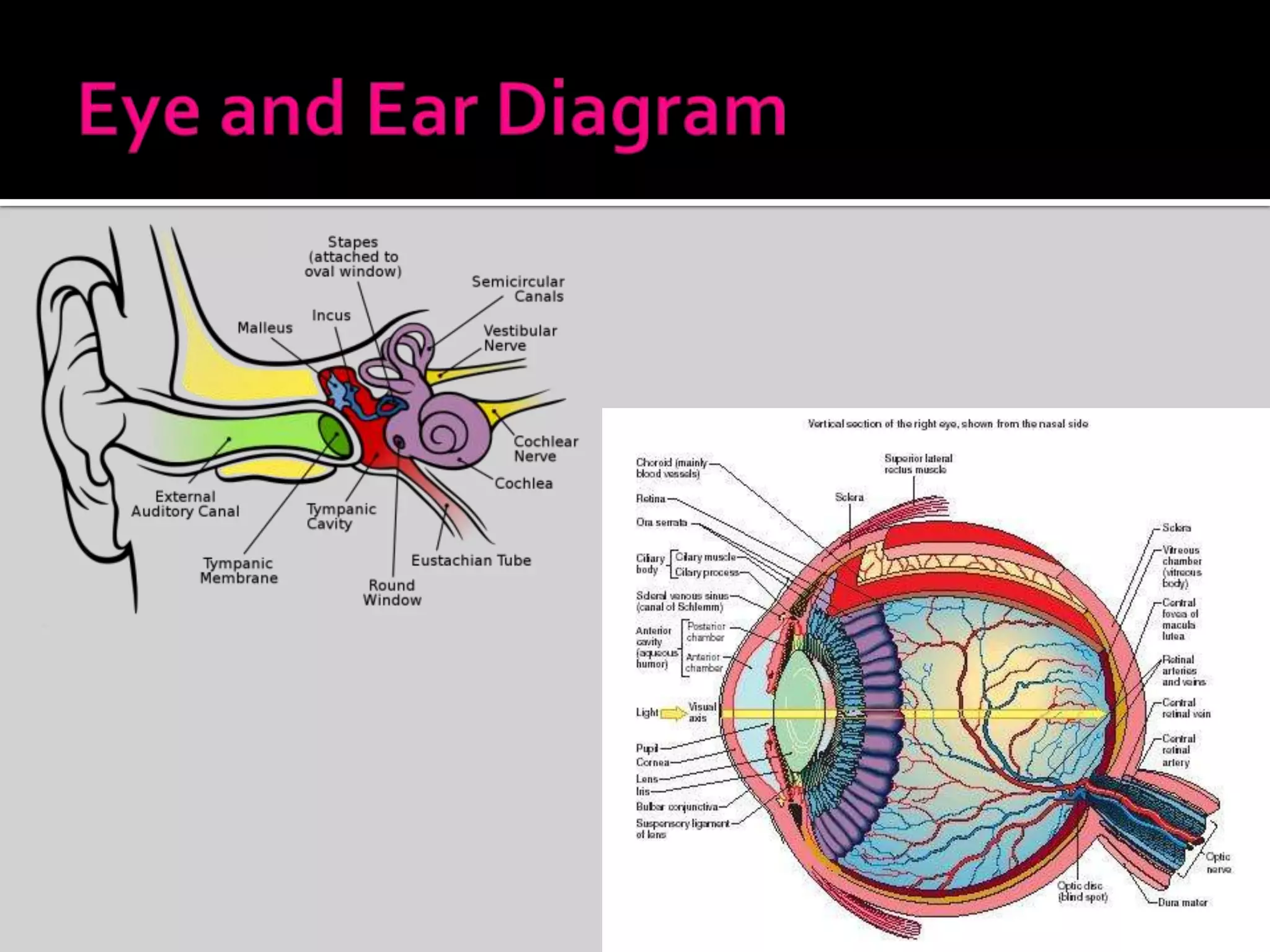 The eye and ear | PPT