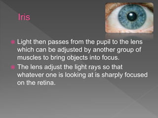 The Eye and its function | PPT