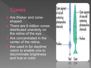 The Eye and its function | PPT