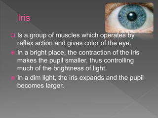 The Eye and its function | PPT