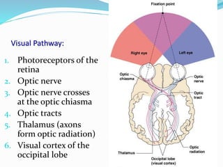 The eye and vision | PPT