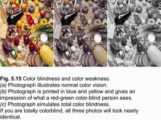 The eye and vision | PPT