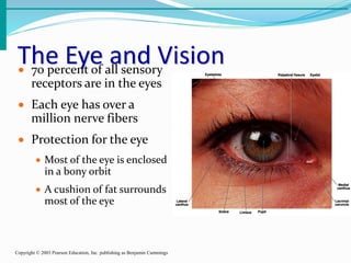 The eye and vision | PPT