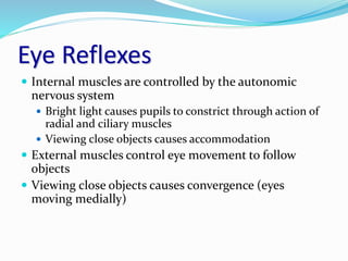 The eye and vision | PPT