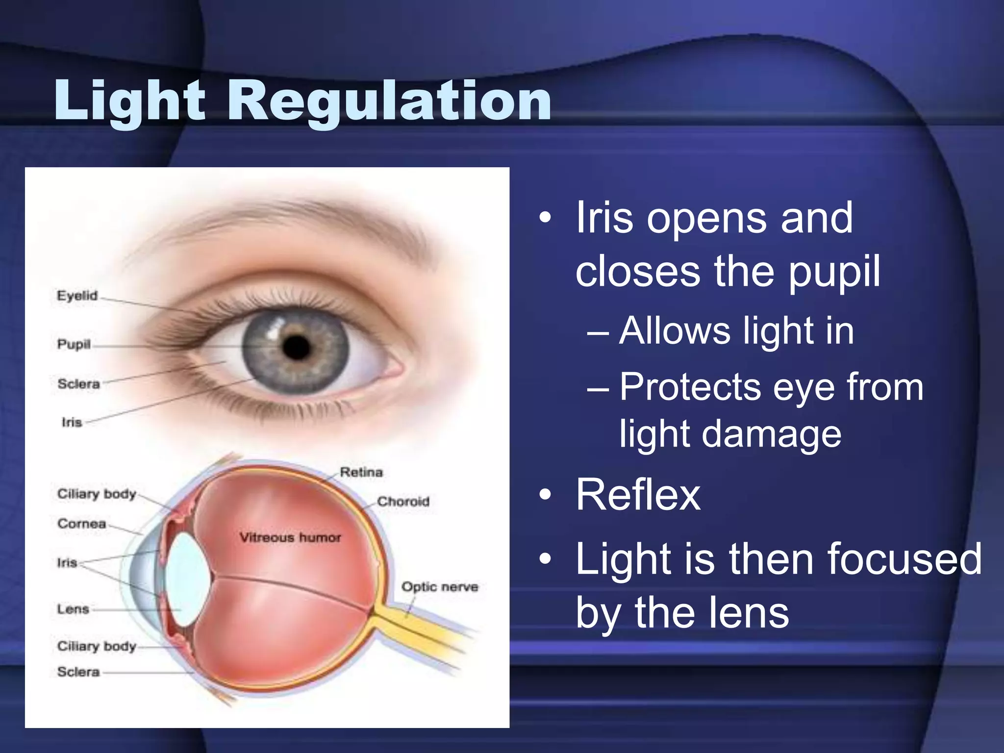 The eye and visual pathways for moodle | PPT