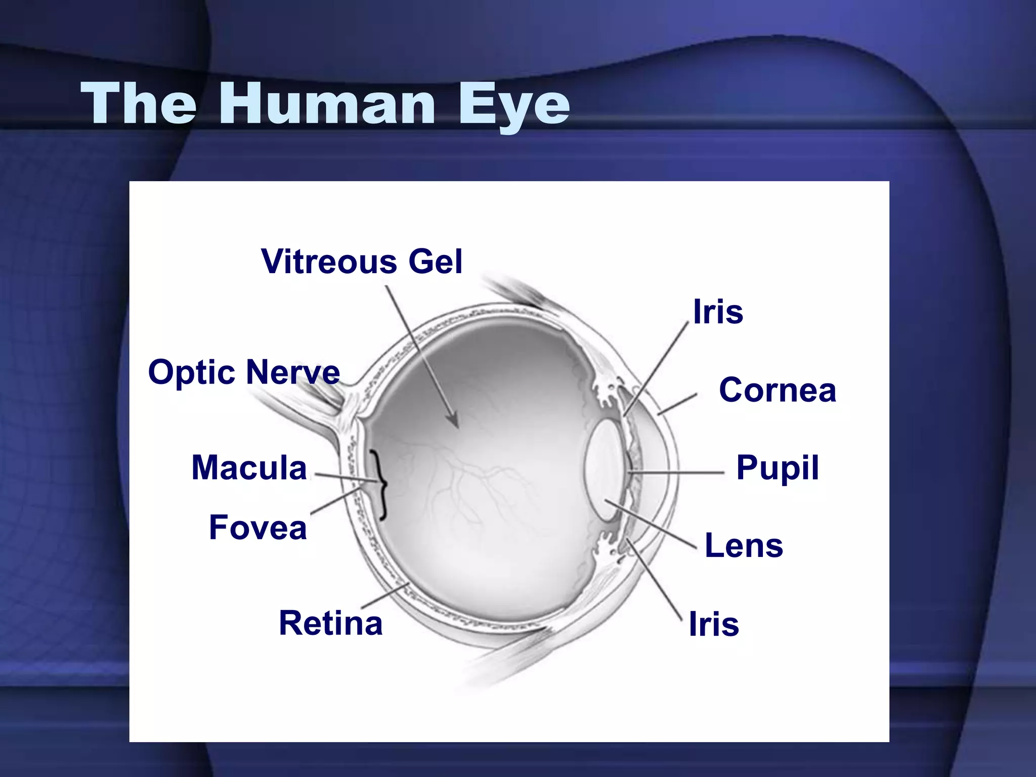 The eye and visual pathways for moodle | PPT