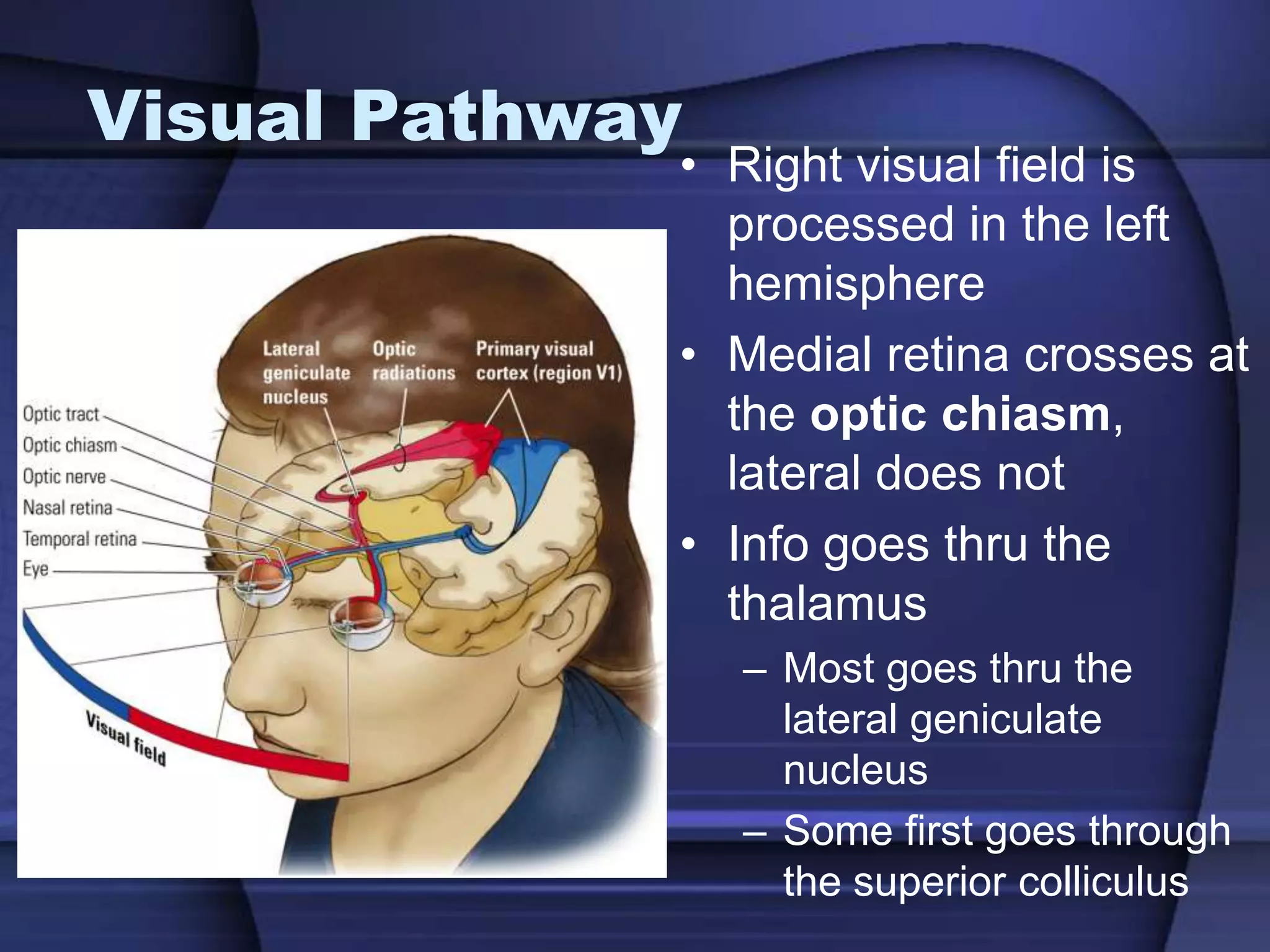 The eye and visual pathways for moodle | PPT