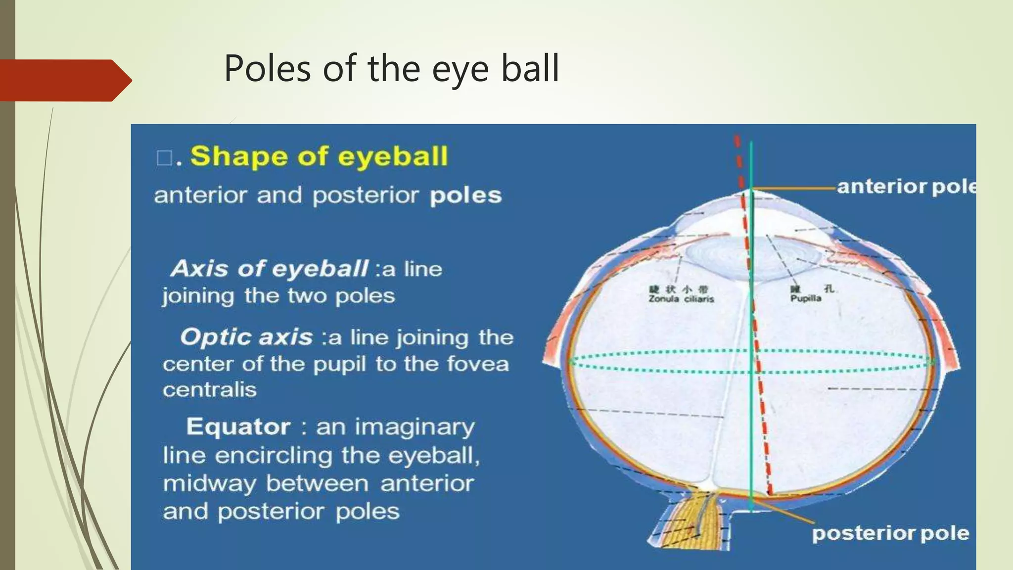 The eye ball | PPTX