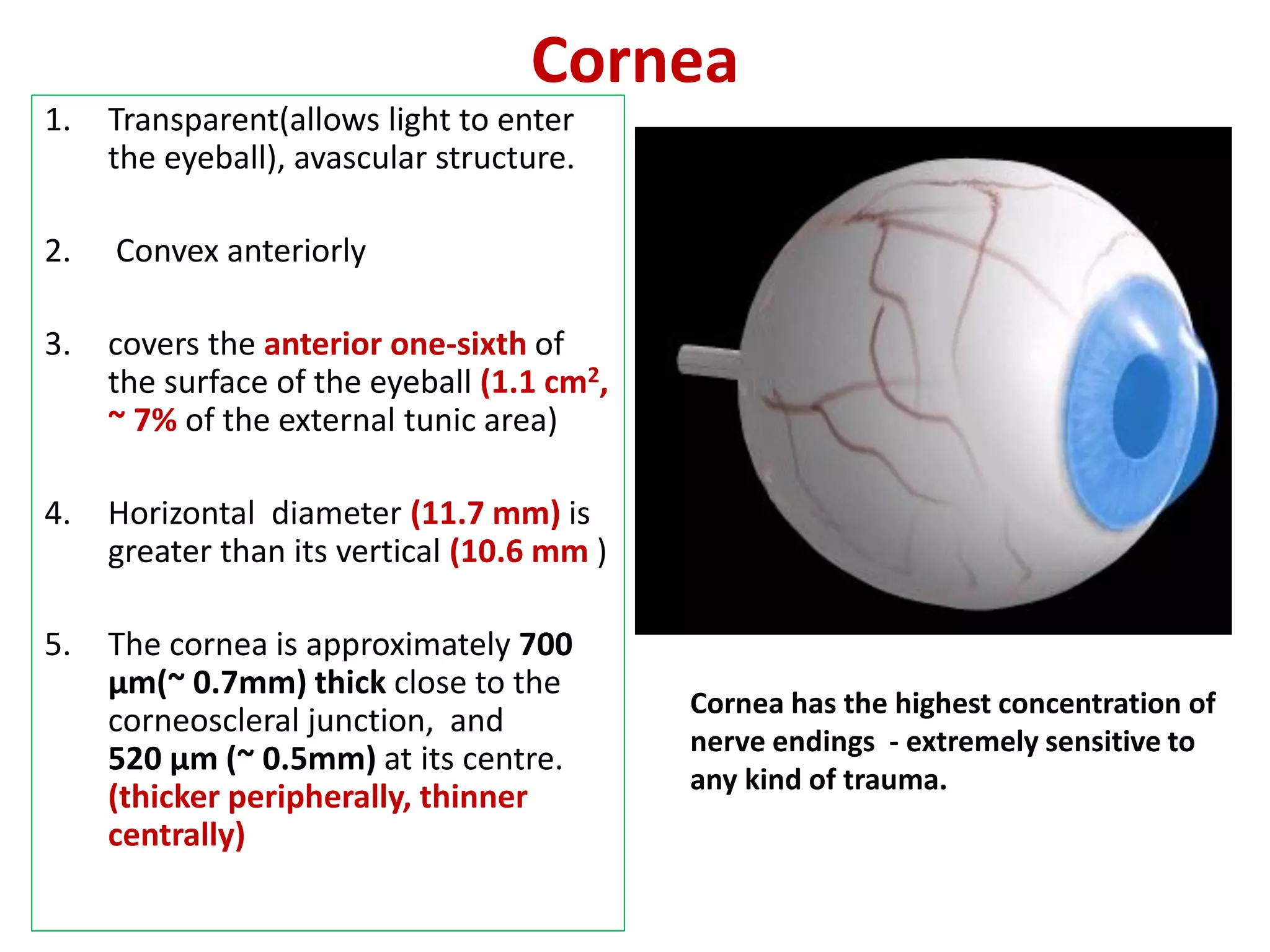 The eyeball anatomy | PDF