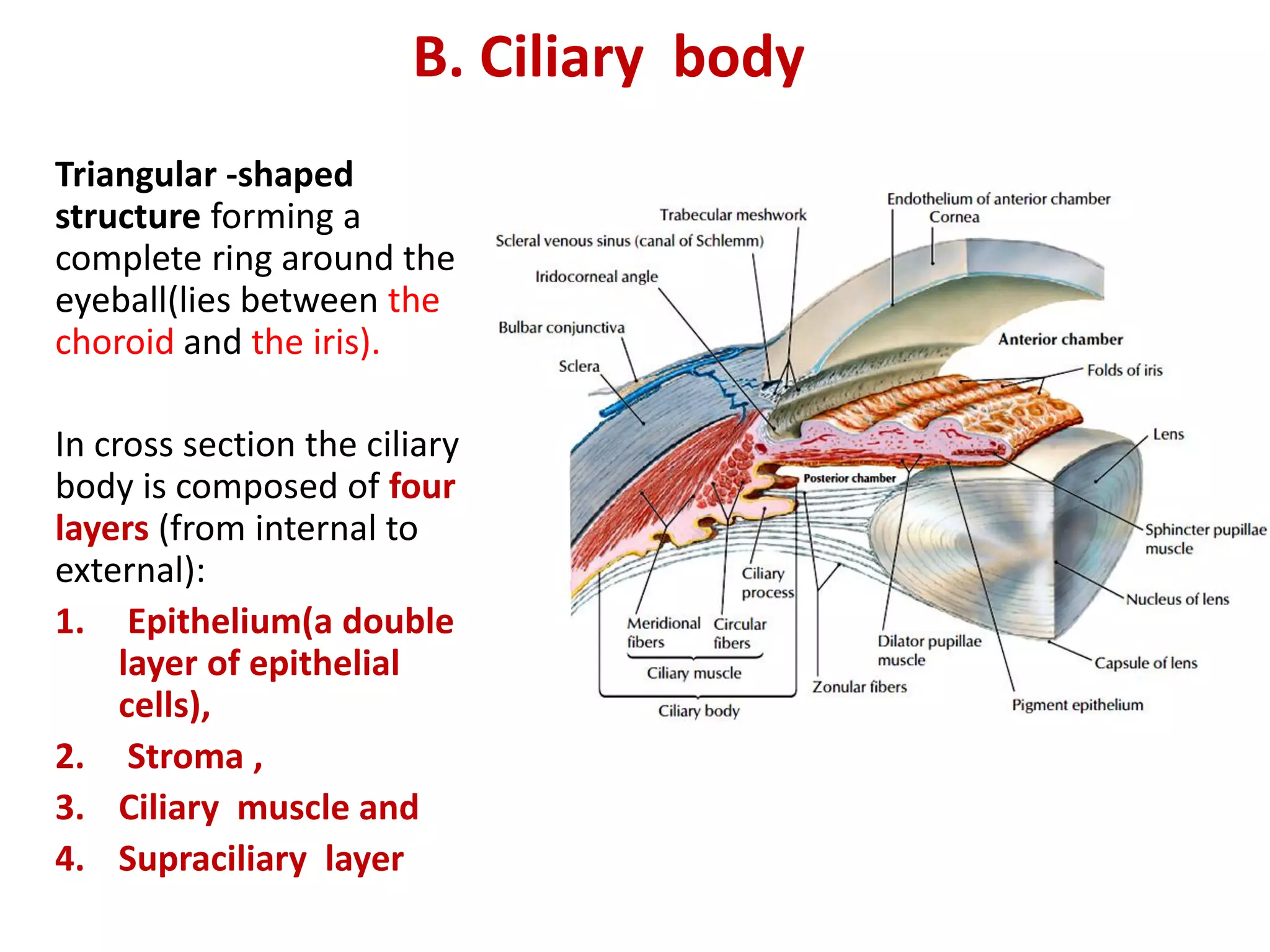 The eyeball anatomy | PDF