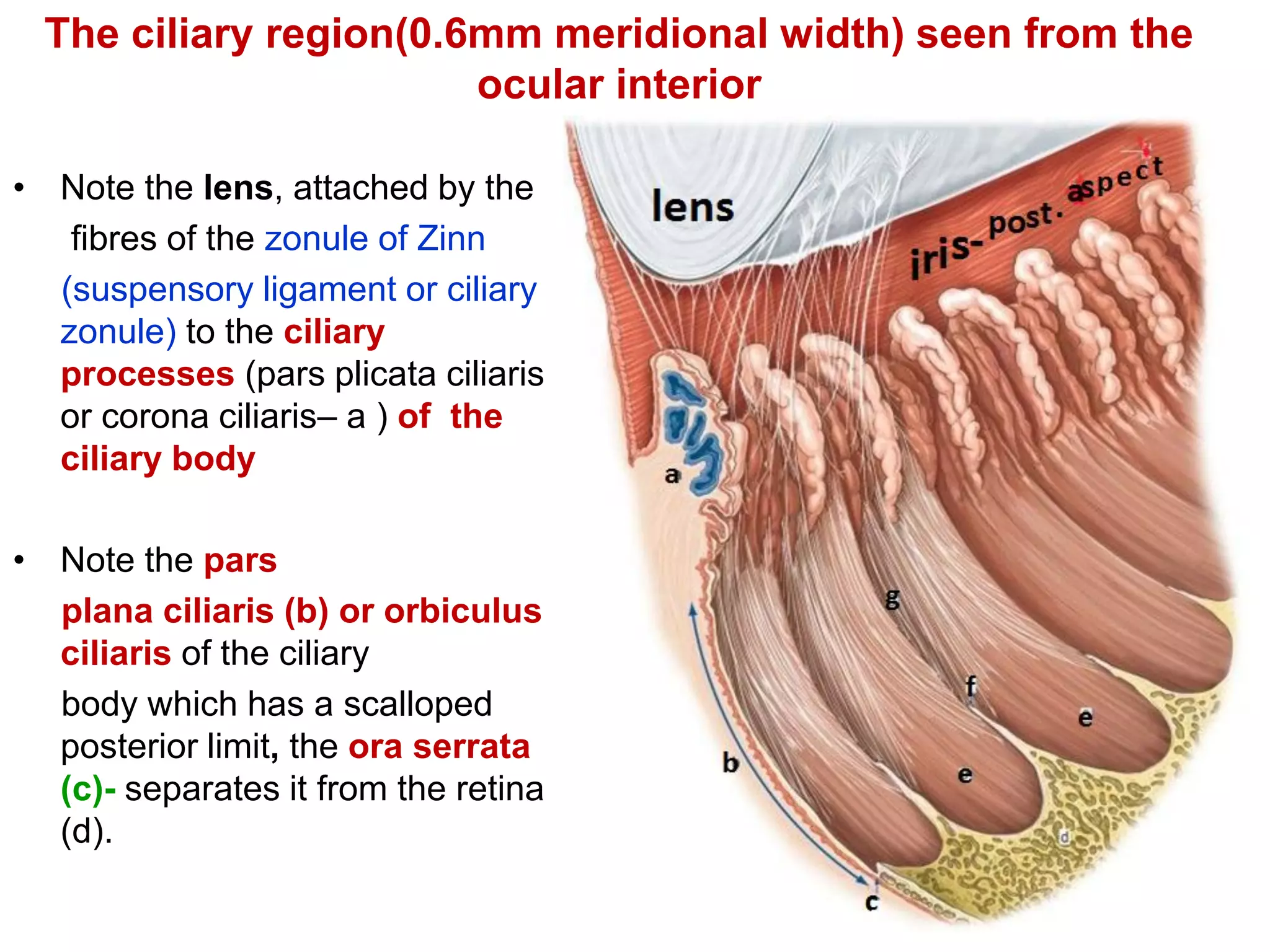 The eyeball anatomy | PDF